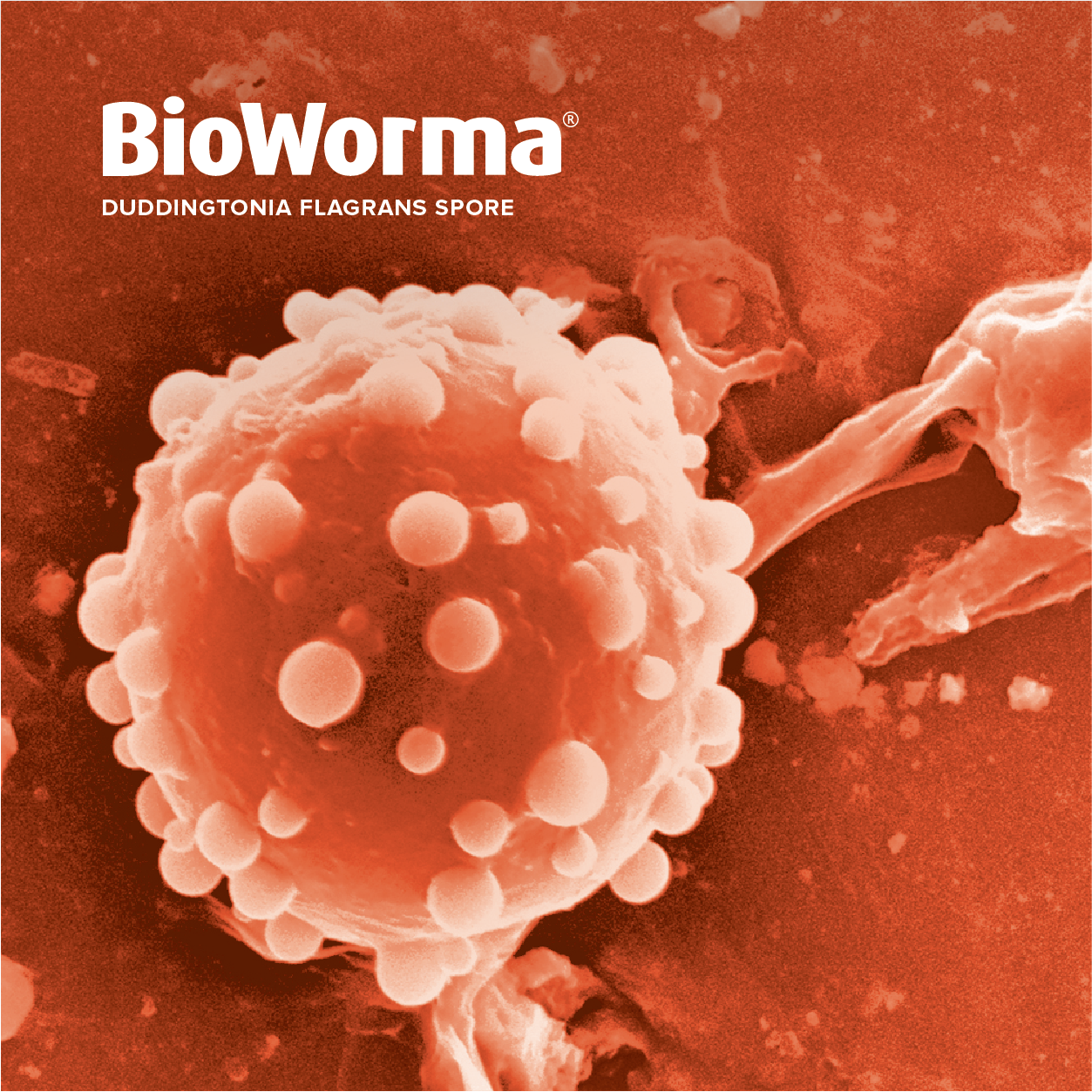 Fighting Parasites with Fungus - Goat Journal